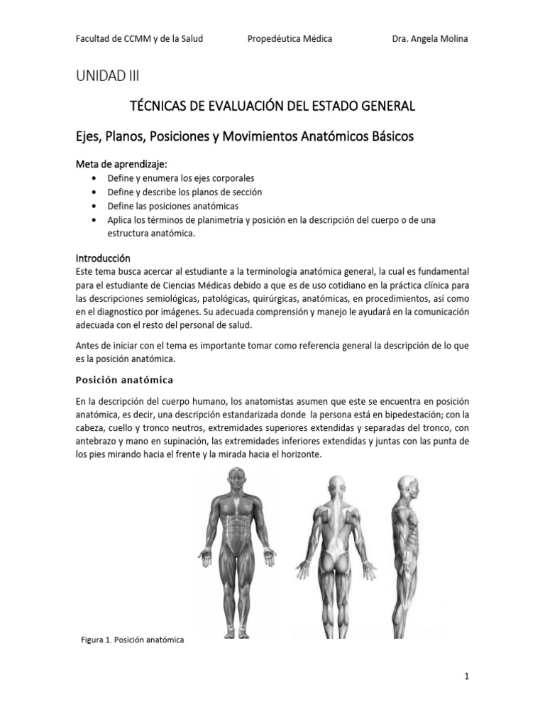Ejes y Planos Anatómicos Básicos | PDF | Términos anatómicos de ...