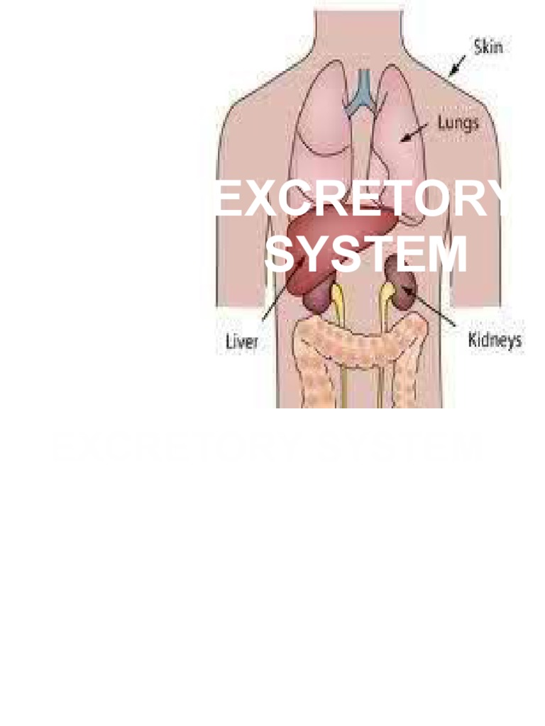 Excretory System | Kidney | Organ (Anatomy)