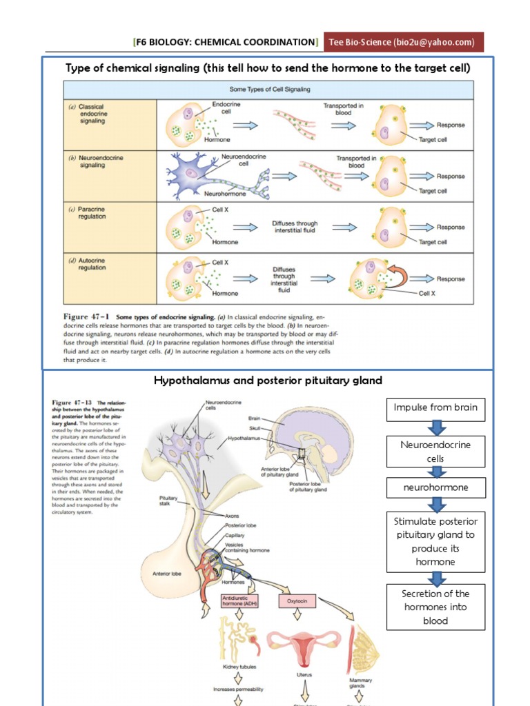 The Chemical Coordination Summary | Hormone | Luteinizing Hormone
