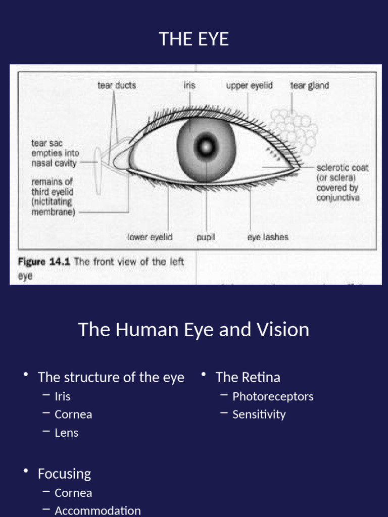 The Structure of The Eye | PDF | Eye | Retina