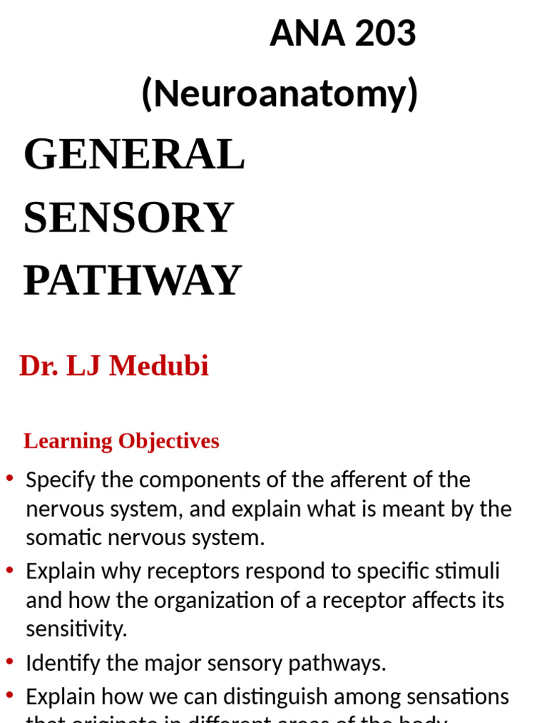 Sensory Pathways in Neuroanatomy | PDF | Somatosensory System | Spinal Cord