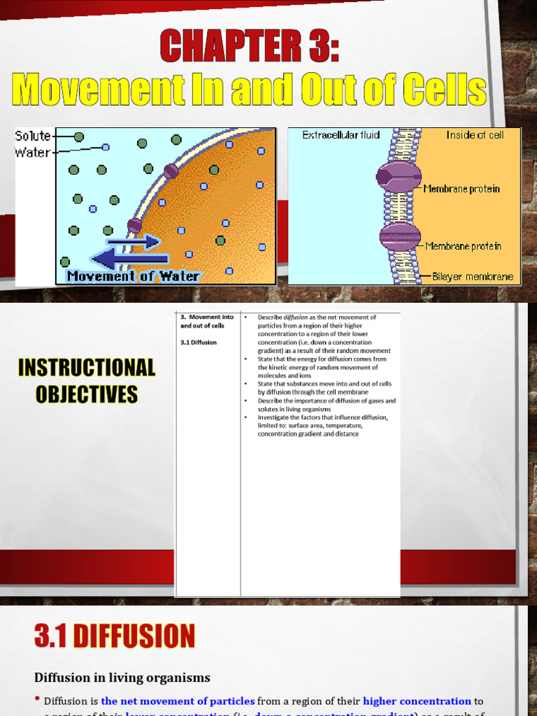 Understanding Diffusion in Cells | PDF | Diffusion | Gases
