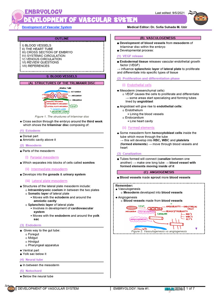 Development of Vascular System Atf | PDF | Vein | Aorta