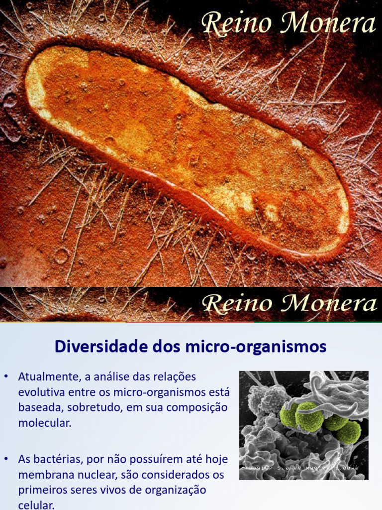 Características do Reino Monera no Ensino Fundamental | PDF | Bactérias ...