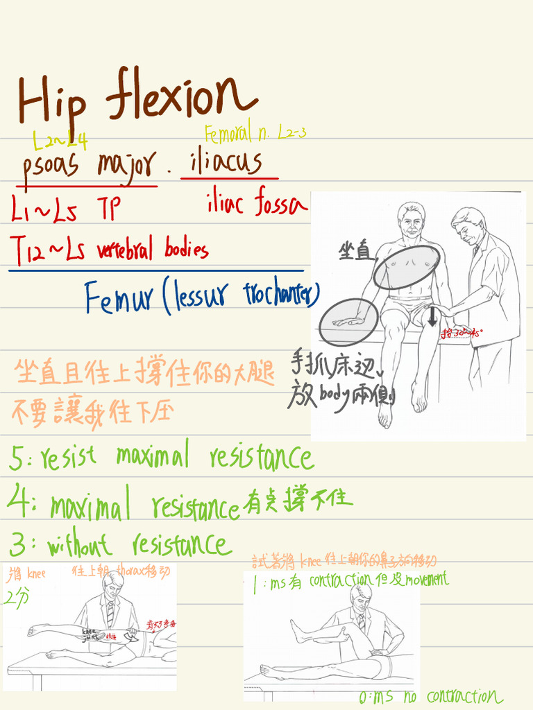 下肢mmt | PDF