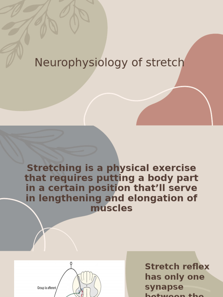 Neurophysiology Of Muscle Stretch Reflexes Pdf