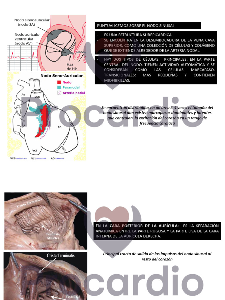Estructura y Función del Nodo Sinusal | PDF | Potencial de acción | Corazón