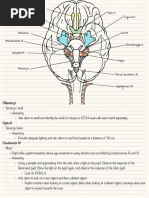 Oro Motor Exam: Cranial Nerve Assessment | PDF | Foreign Language ...