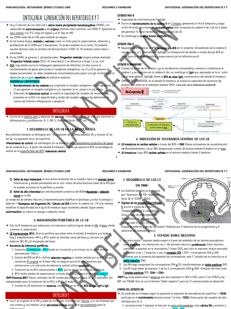 Ontogenia de Linfocitos B y T en Inmunología | PDF | Timo | Célula T