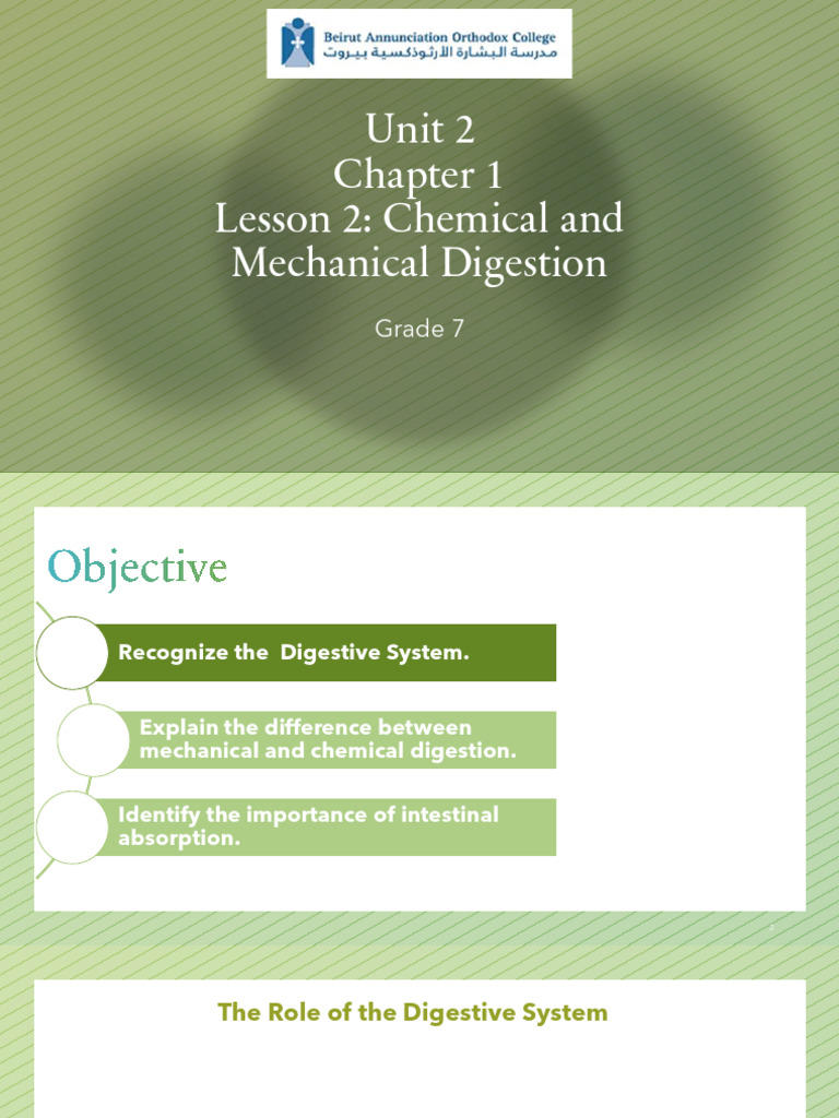 Chemical and Mechanical Digestion | PDF | Digestion | Small Intestine