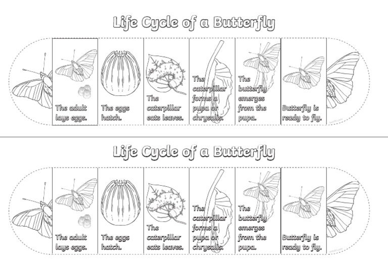 Life Cycle of A Butterfly Concertina Booklet - Higher Ability | PDF