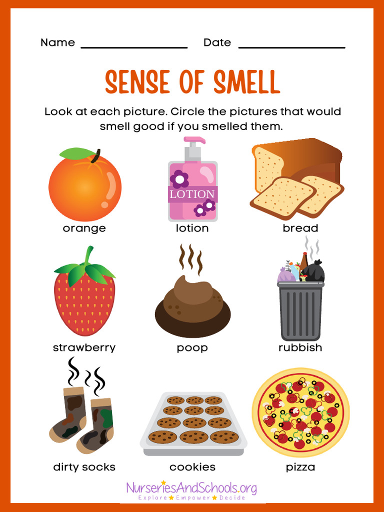 Sense of Smell Worksheet | PDF