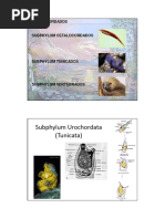 Características de los Sarcopterigios | PDF | Pescado | Vertebrados ...