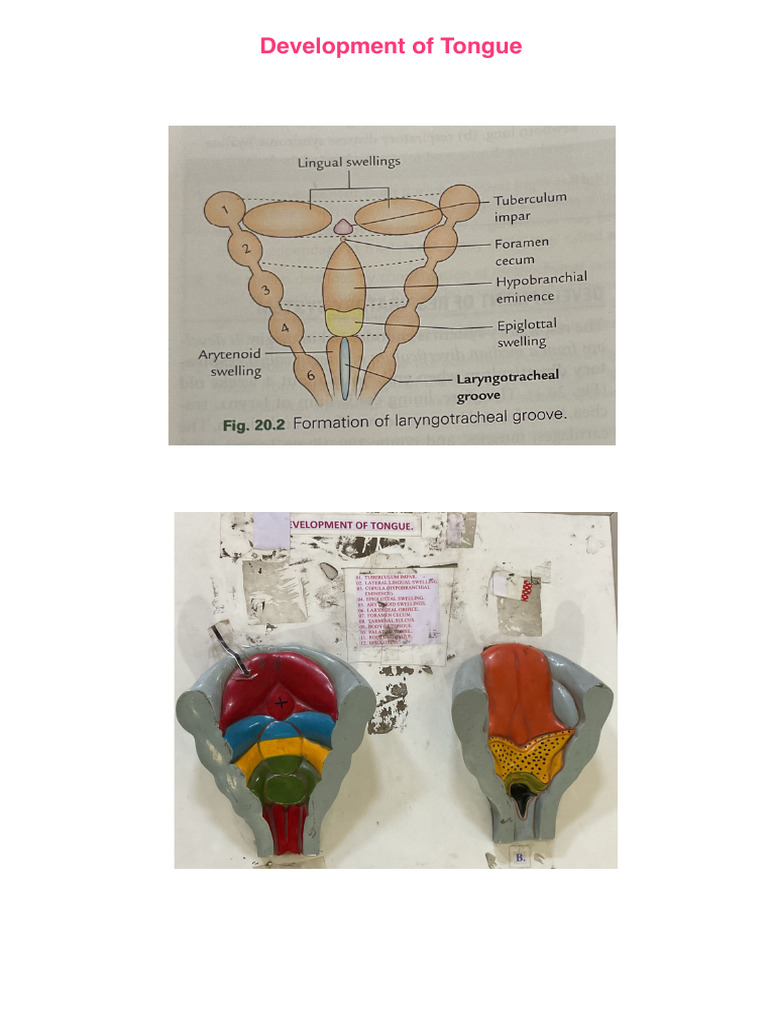 Embryology Models 3 | PDF