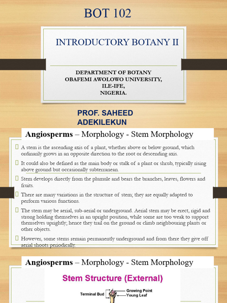 Lecture 8.Angiosperm Stem Morphology and Variation | PDF | Plant Stem | Leaf
