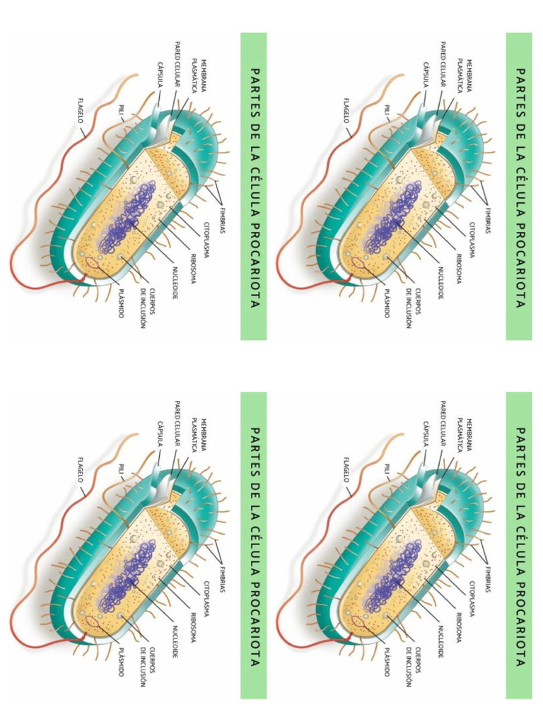 CÉLULA PROCARIOTA | PDF