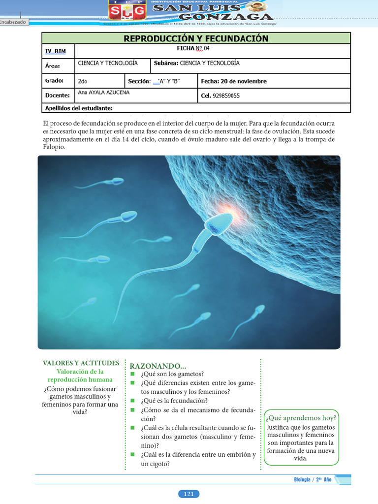 Reproduccion y Fecundacion Humana | PDF | Fertilización | Reproducción ...