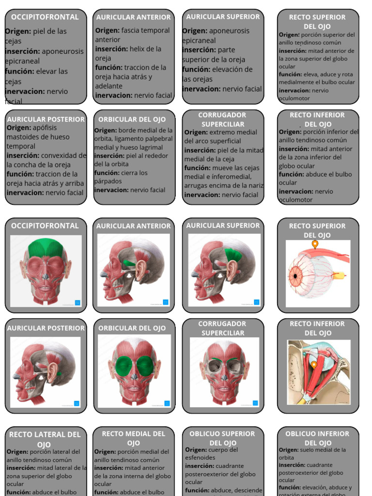 OCCIPITOFRONTAL | PDF | Nariz humana | Cabeza y cuello humanos