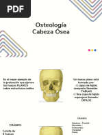 Endobase y Exobase | PDF | Cráneo | Cabeza y cuello humanos