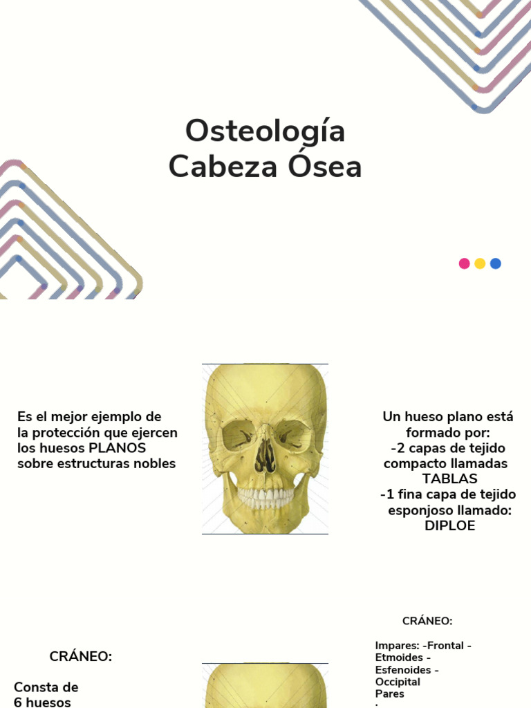Osteología Cabeza Ósea (2) Genetica | PDF | Sistema musculoesquelético ...