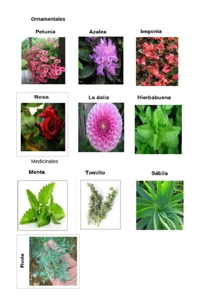 Tipos de Plantas y Animales Utilitarios | PDF
