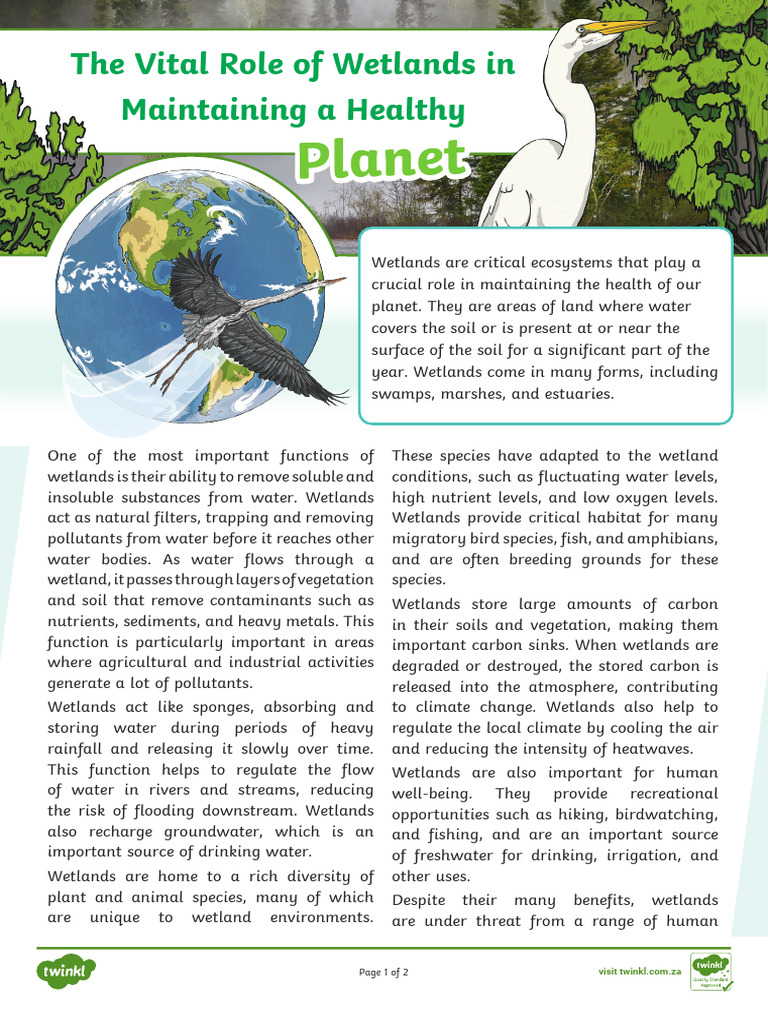 Za NST 1678966054 The Vital Role of Wetlands in Maintaining A Healthy ...