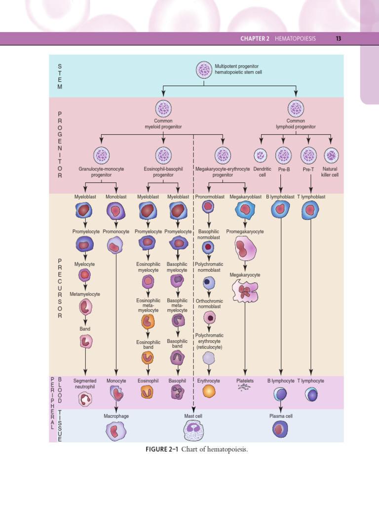 Clinical Hematology Atlas PDFDrive Export | PDF