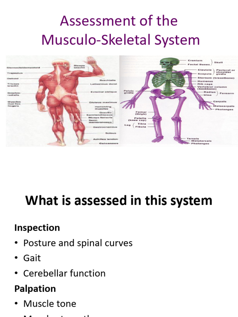 LESSON 9 Assessment of The Musclo-Skletal System Mku | PDF | Anatomical ...