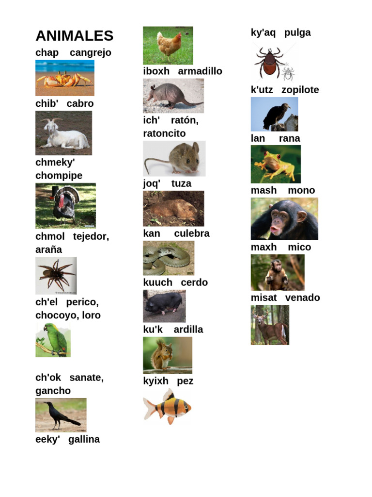 Nombres de 50 Animales en Mam | PDF