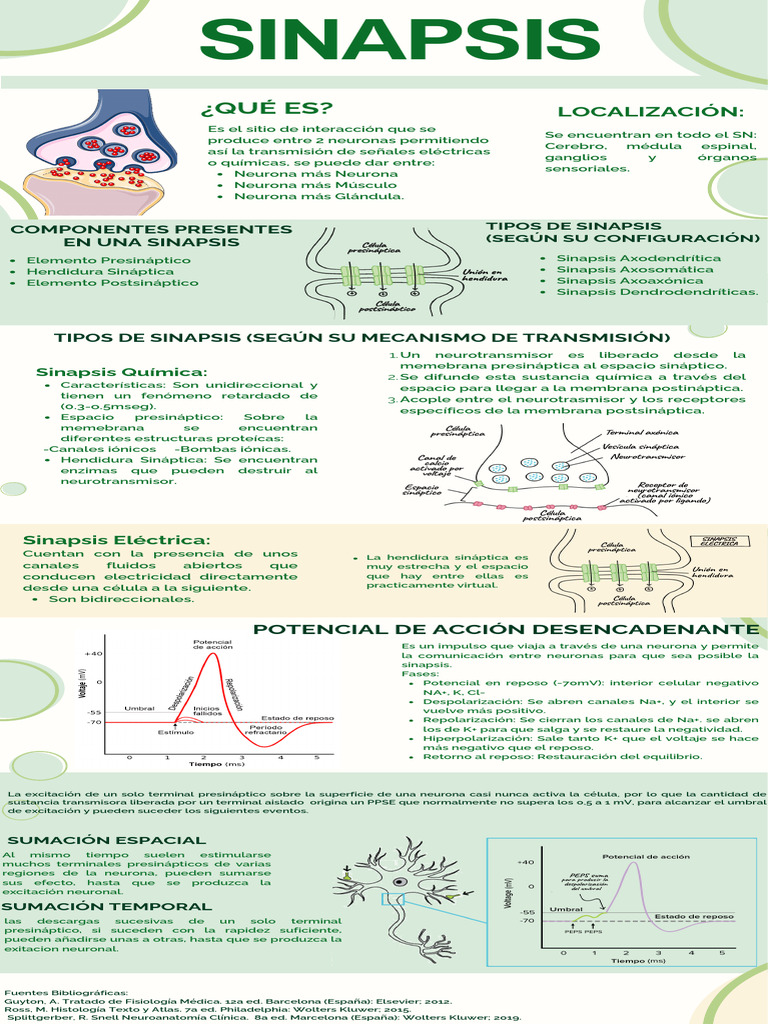 SINAPSIS | PDF | Sinapsis | Neurona