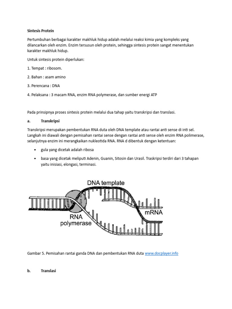 Proses Sintesis Protein: Transkripsi & Translasi | PDF