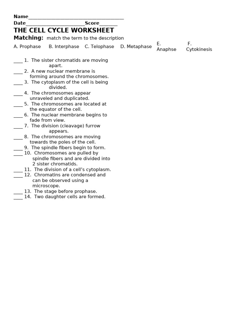 The Cell Cycle Worksheet | PDF | Chromosome | Cell Nucleus