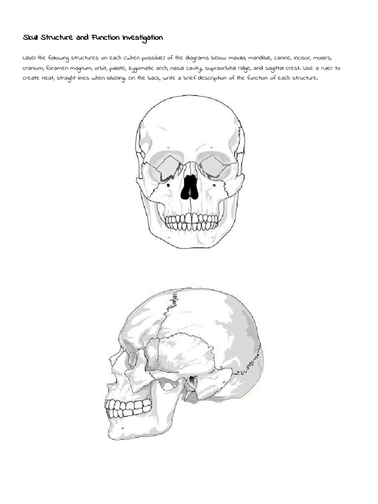 Skull Structure and Function Investigation | PDF