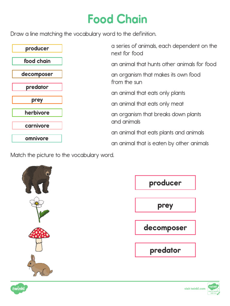 Food Chain Vocabulary Matching Activity | PDF