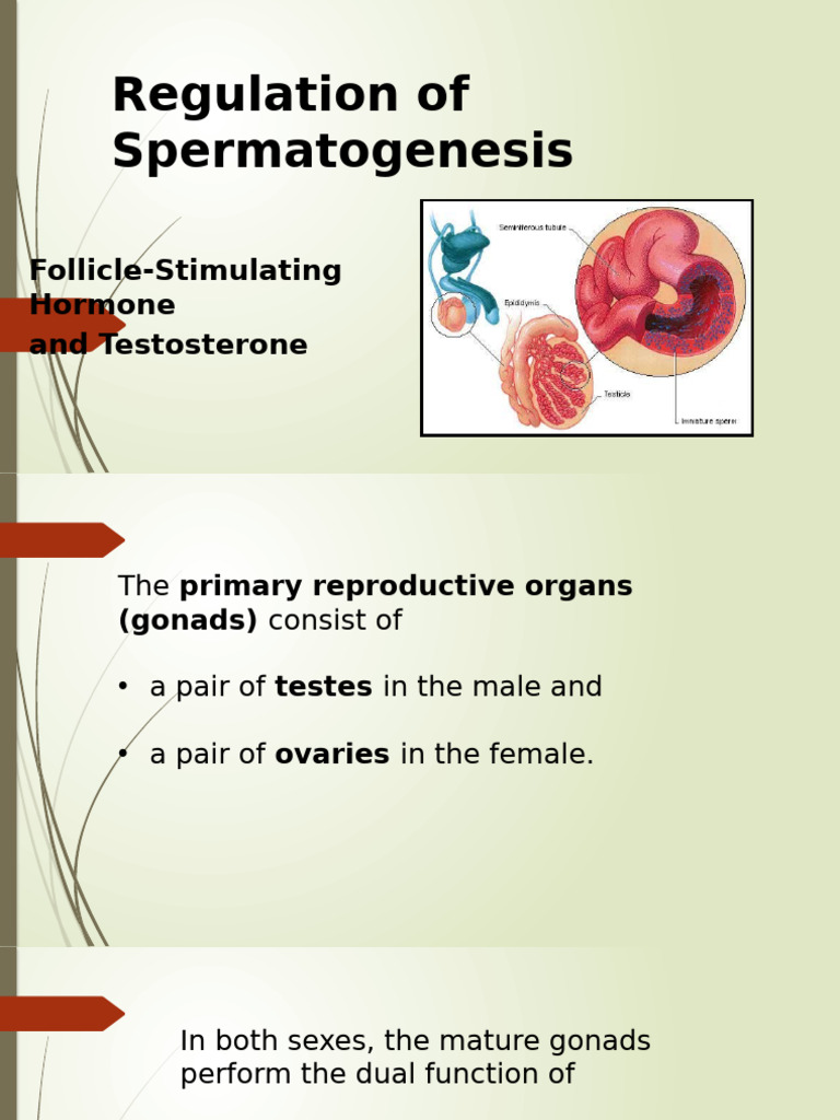 Regulation of Spermatogenesis by Follicle-Stimulating Hormone and ...
