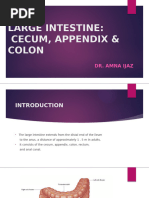 Detailed Anatomy of Appendix and Colon | PDF | Large Intestine | Anatomy