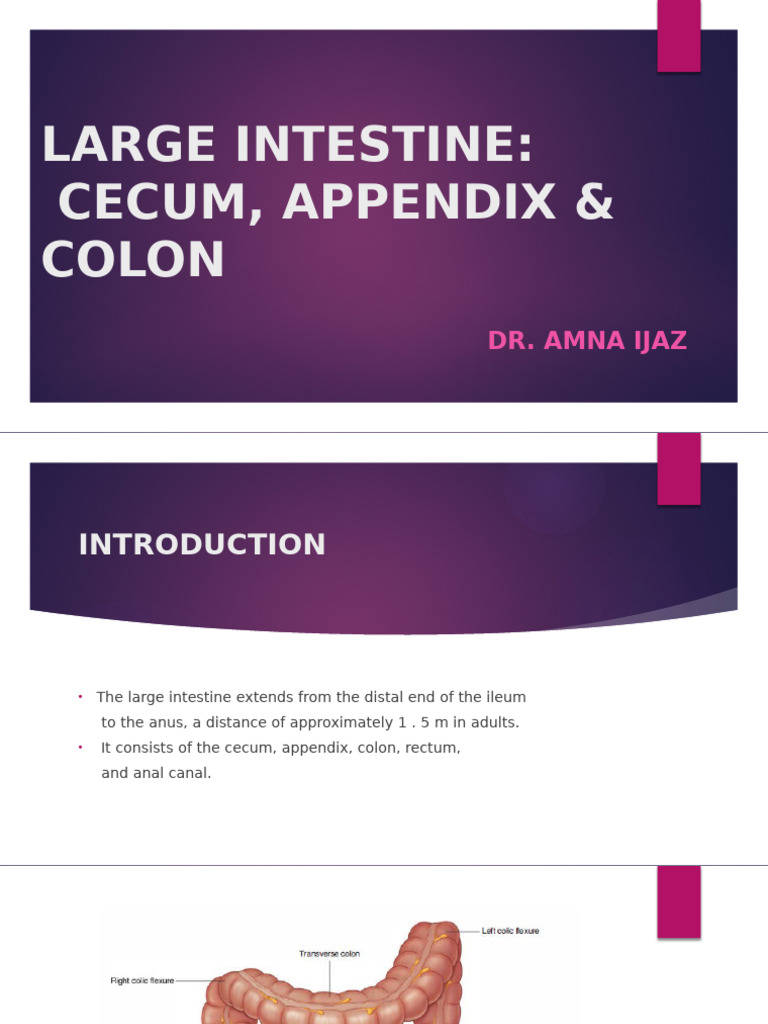 Cecum and Colon Anatomy Overview | PDF | Large Intestine | Vein