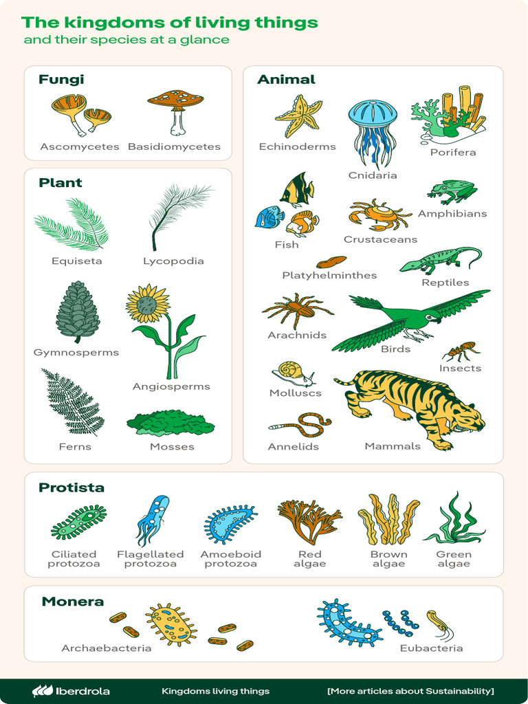 Infographic Living Things | PDF