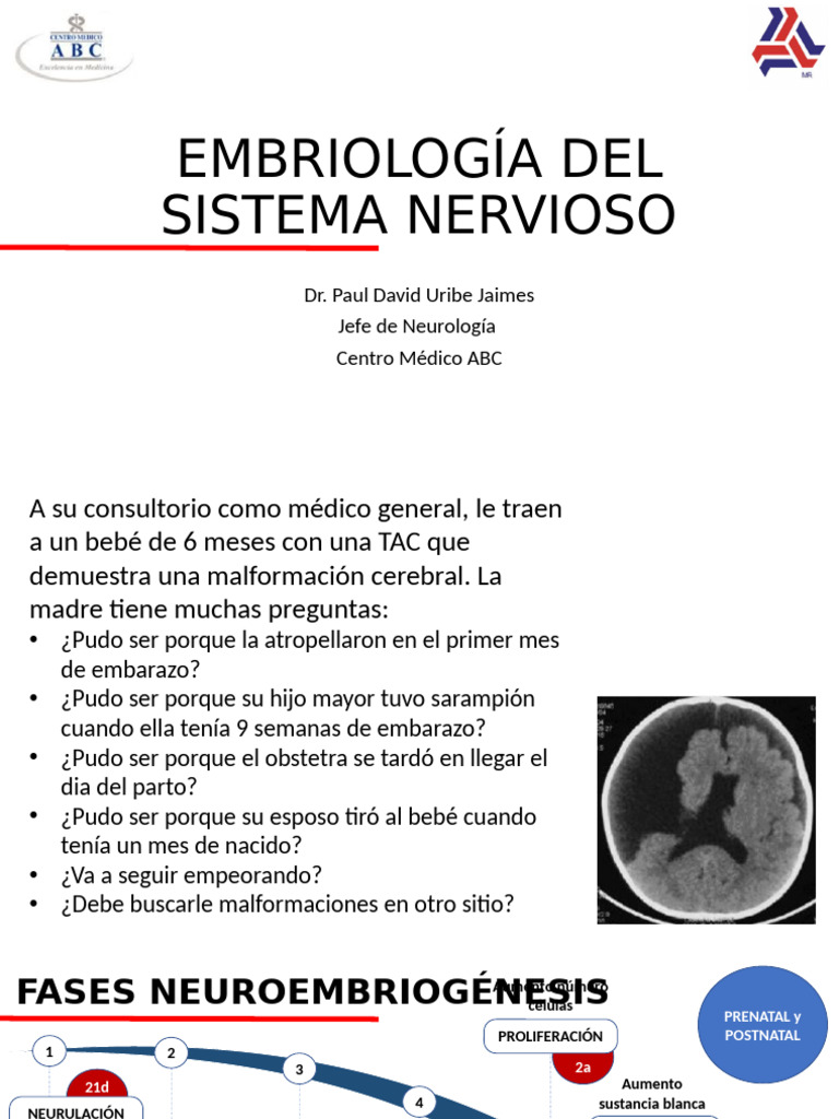 EMBRIOLOGIA DEL SISTEMA NERVIOSO (SNC) 2020-2 | PDF | Cerebelo ...