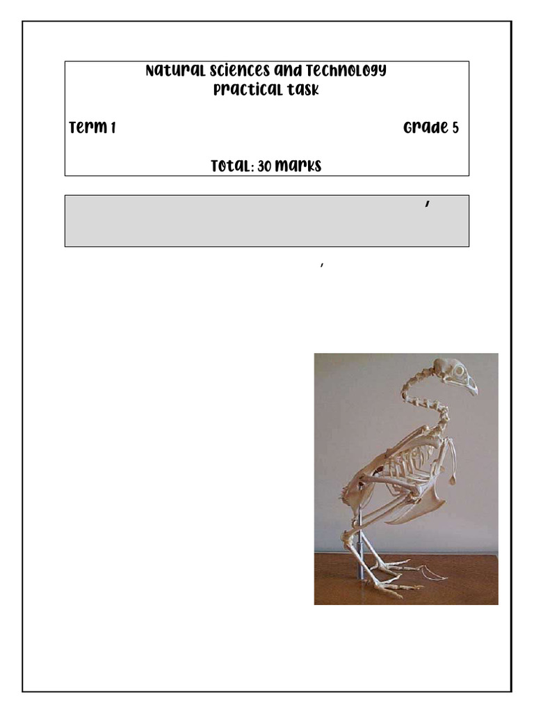 Grade 5 Vertebrate Skeleton Project Guide | PDF