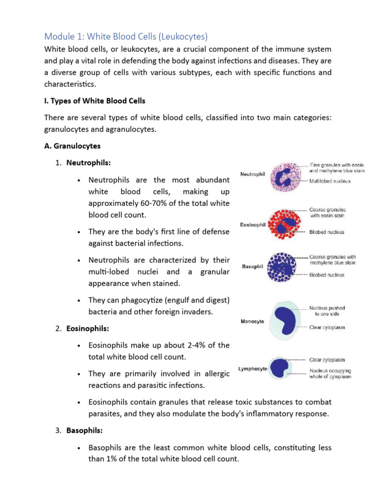Types and Functions of White Blood Cells | PDF | White Blood Cell ...