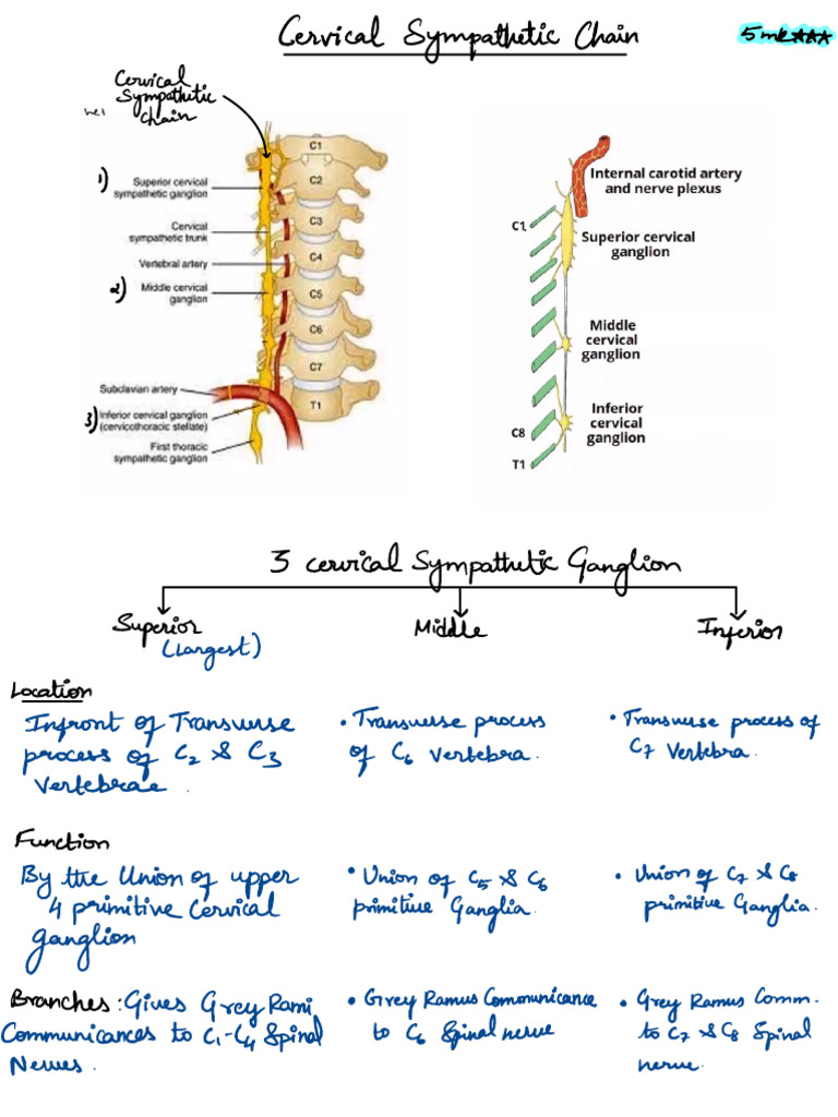 Cervical Sympathetic Chain Overview | PDF | Human Anatomy | Nervous System
