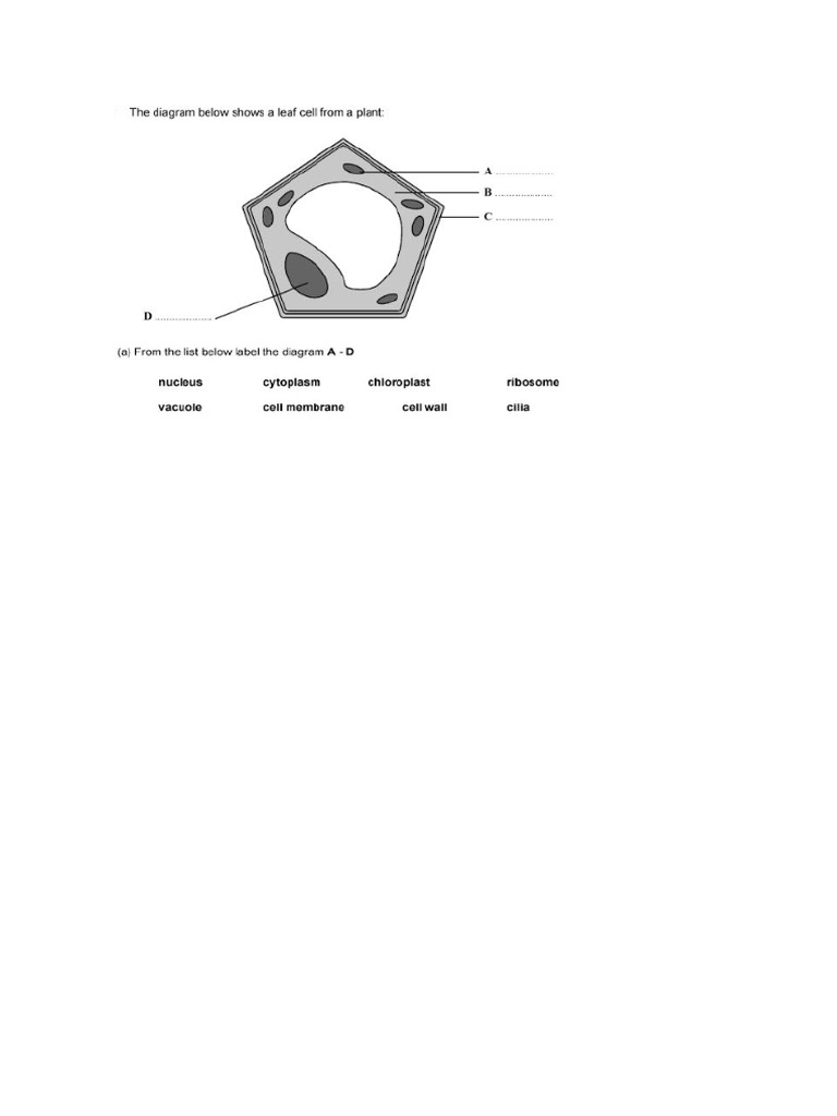Rachel Biology Test | PDF