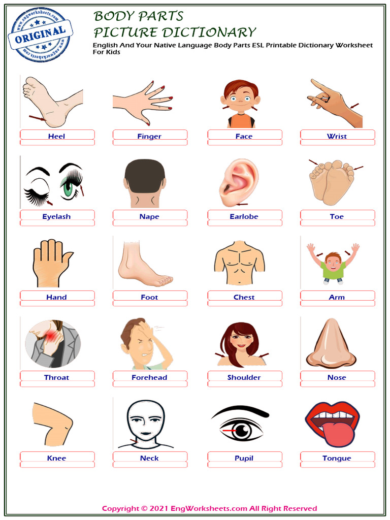 English and Your Native Language Body Parts Esl Printable Dictionary ...