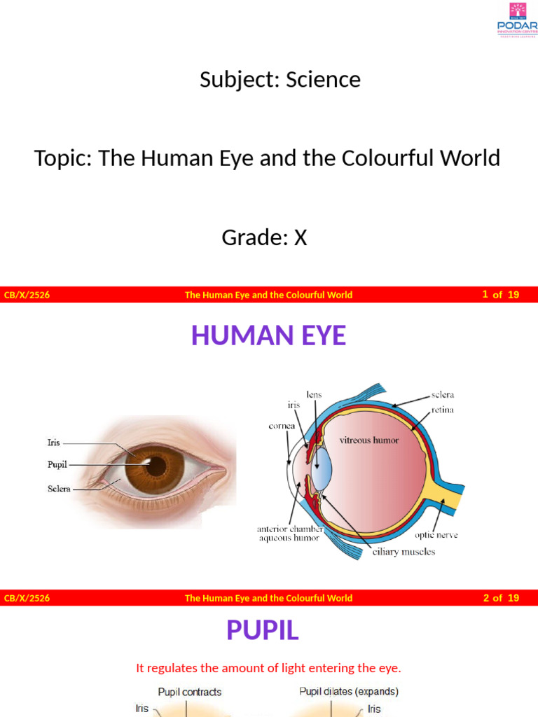 Understanding the Human Eye and Vision | PDF | Human Eye | Eye