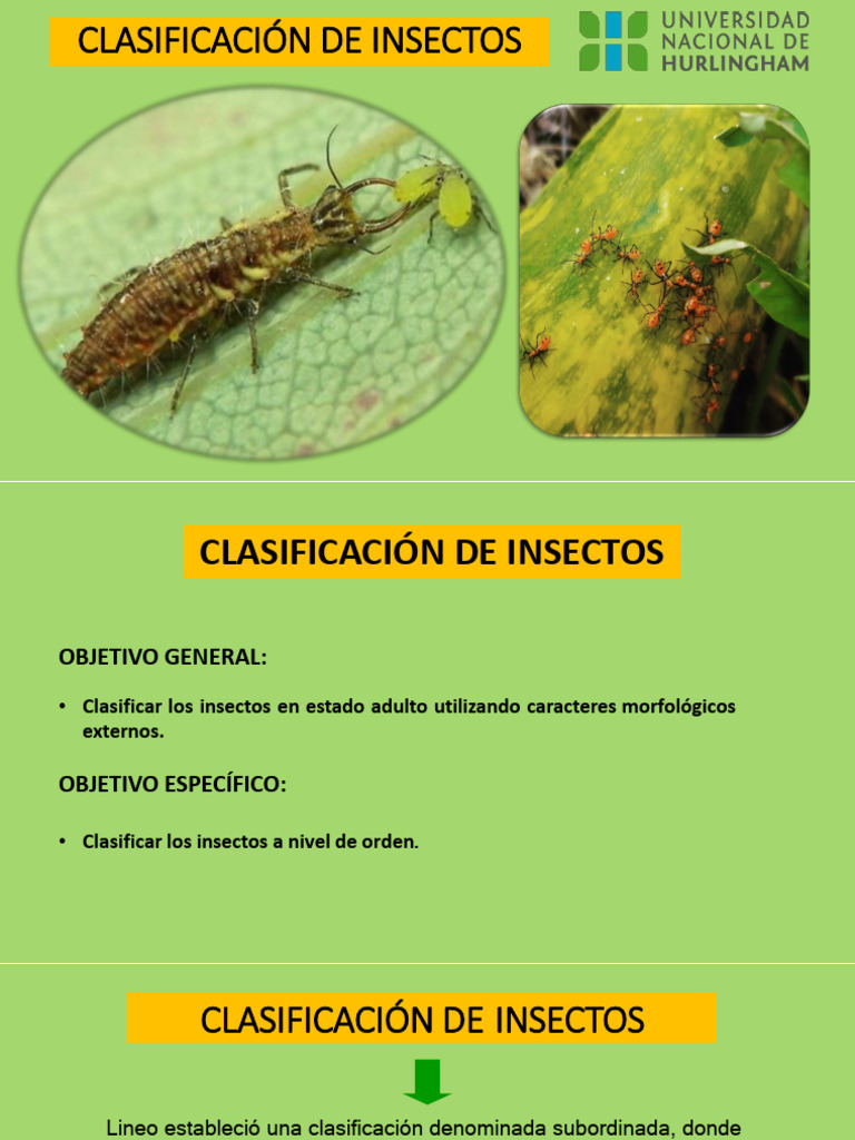 Clasificación de Insectos-Principales Órdenes | PDF | Lepidópteros ...