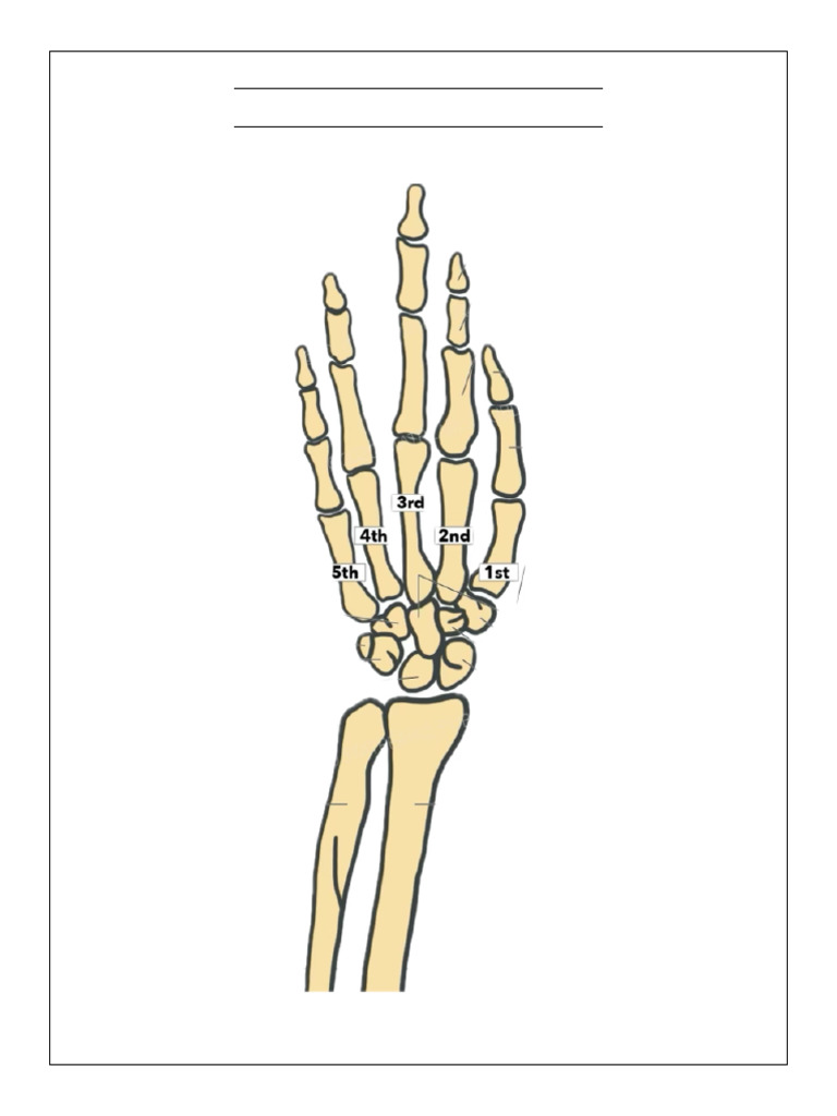 Anatomy Template 2 | PDF