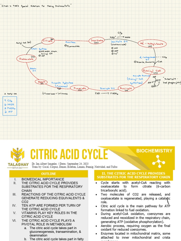 Citric Acid Cycle Overview and Importance | PDF | Citric Acid Cycle ...