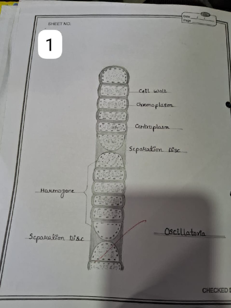 Botany BSC 1st Year Semester 1 Practical Record Work | PDF