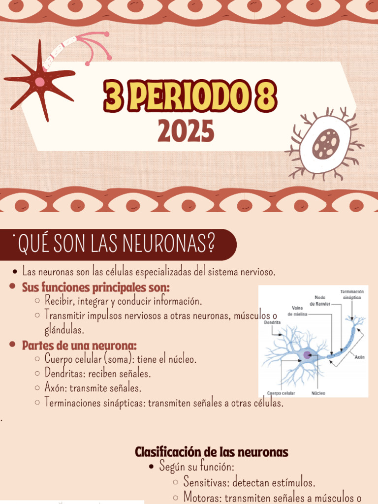 8_3_1_BIOLOGIA_2025 | PDF | Neurona | Sinapsis